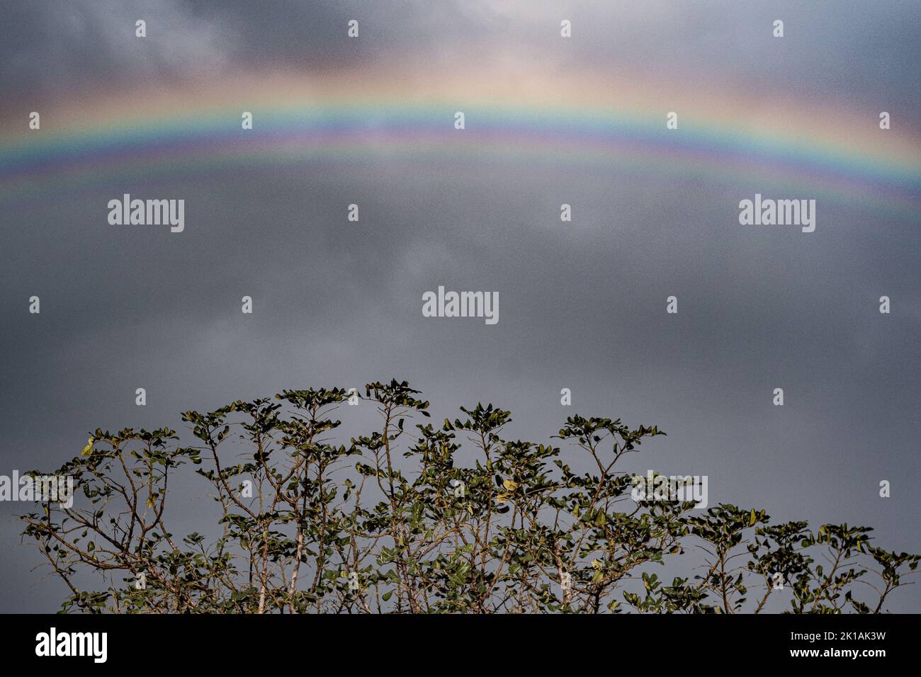 A beautiful rainbow over the trees against a gloomy sky Stock Photo - Alamy