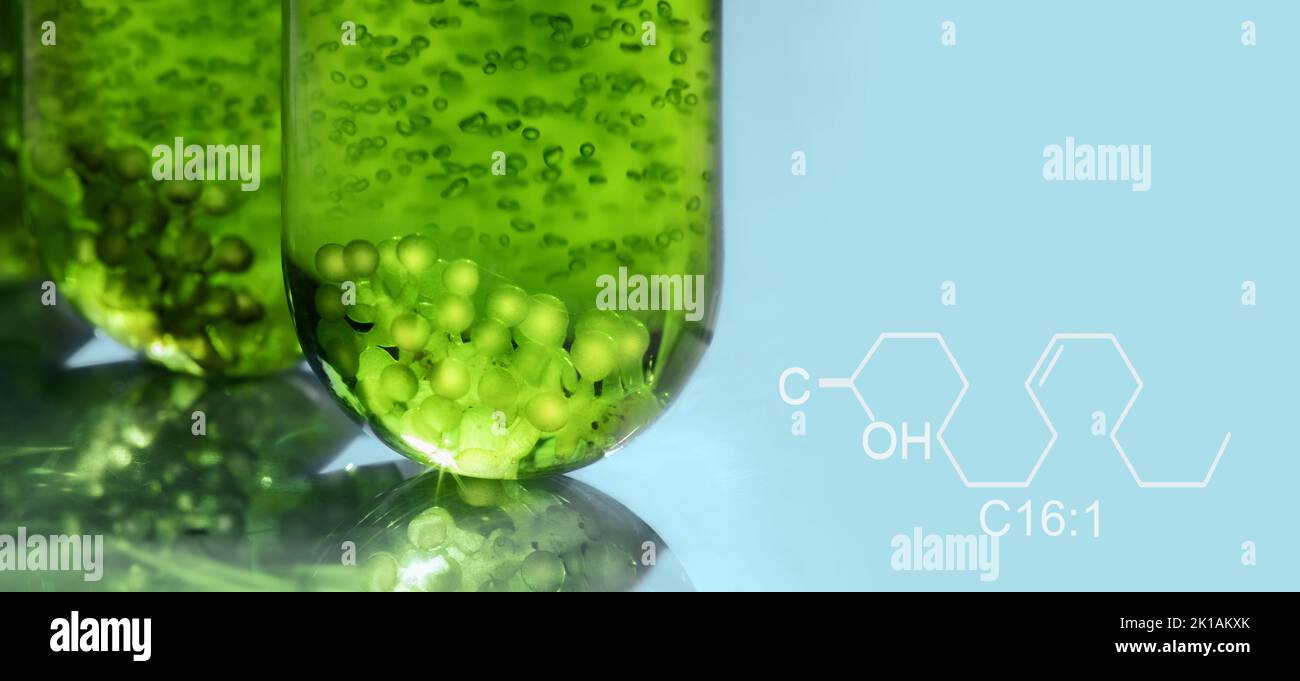 Algae fuel biofuel industry lab researching for alternative to fossil ...