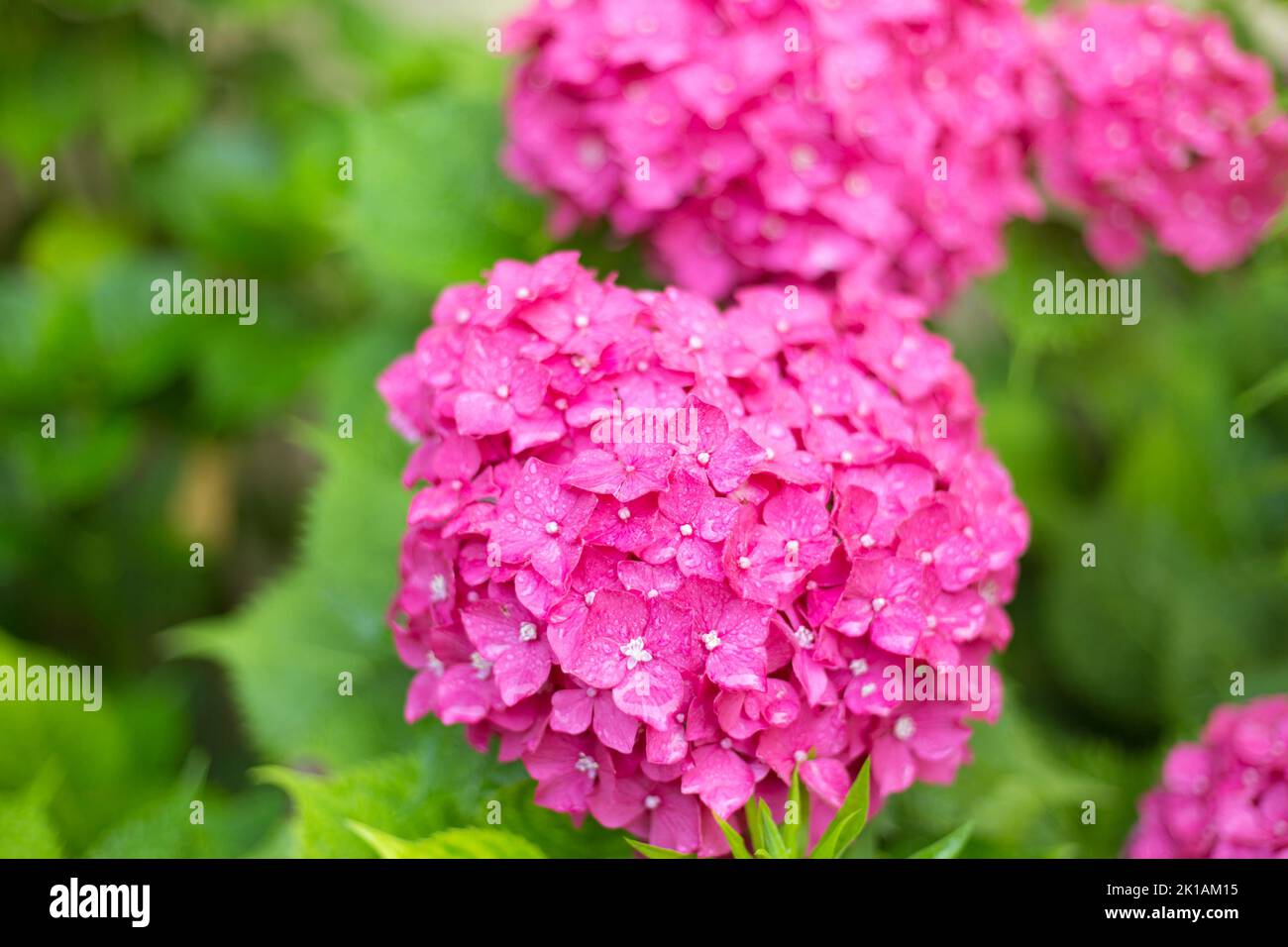 Close up light pink hortensia fresh flowers blur background Stock Photo ...