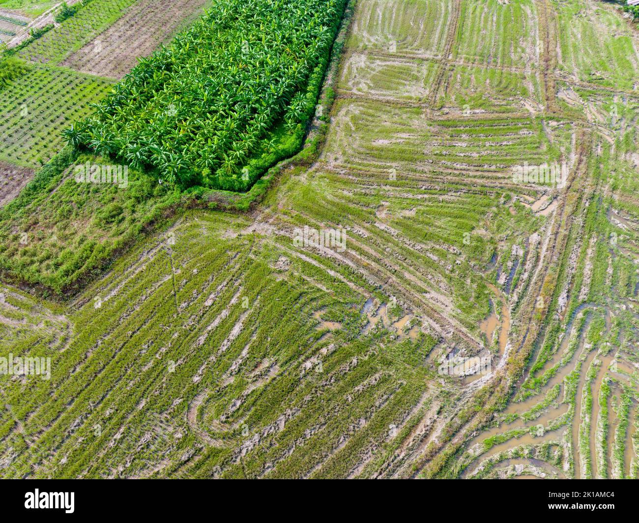 Abstract geometric shapes of rice field after harvest in northern ...