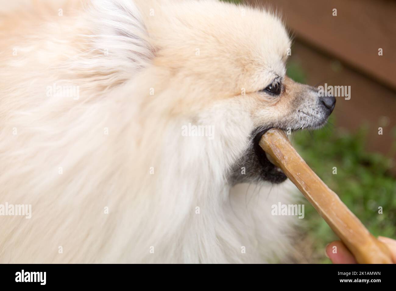 Pomeranian dog chewing a bone on green grass background Stock Photo - Alamy