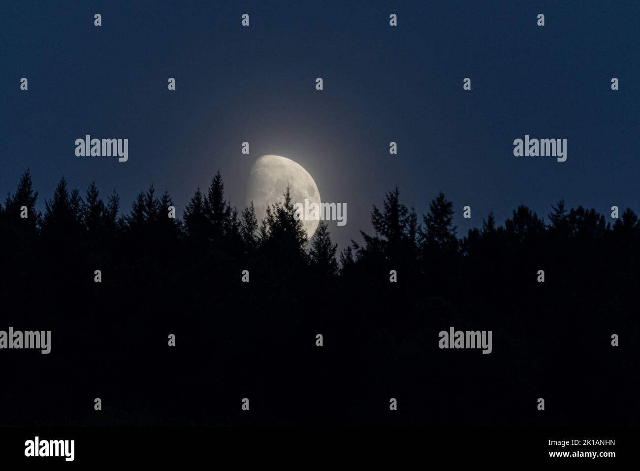 A silhouette of trees under blue sky with moon in evening Stock Photo ...