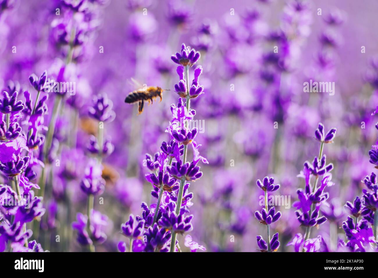 Blooming lavender pollinated by bee in a field at sunset. Provence ...