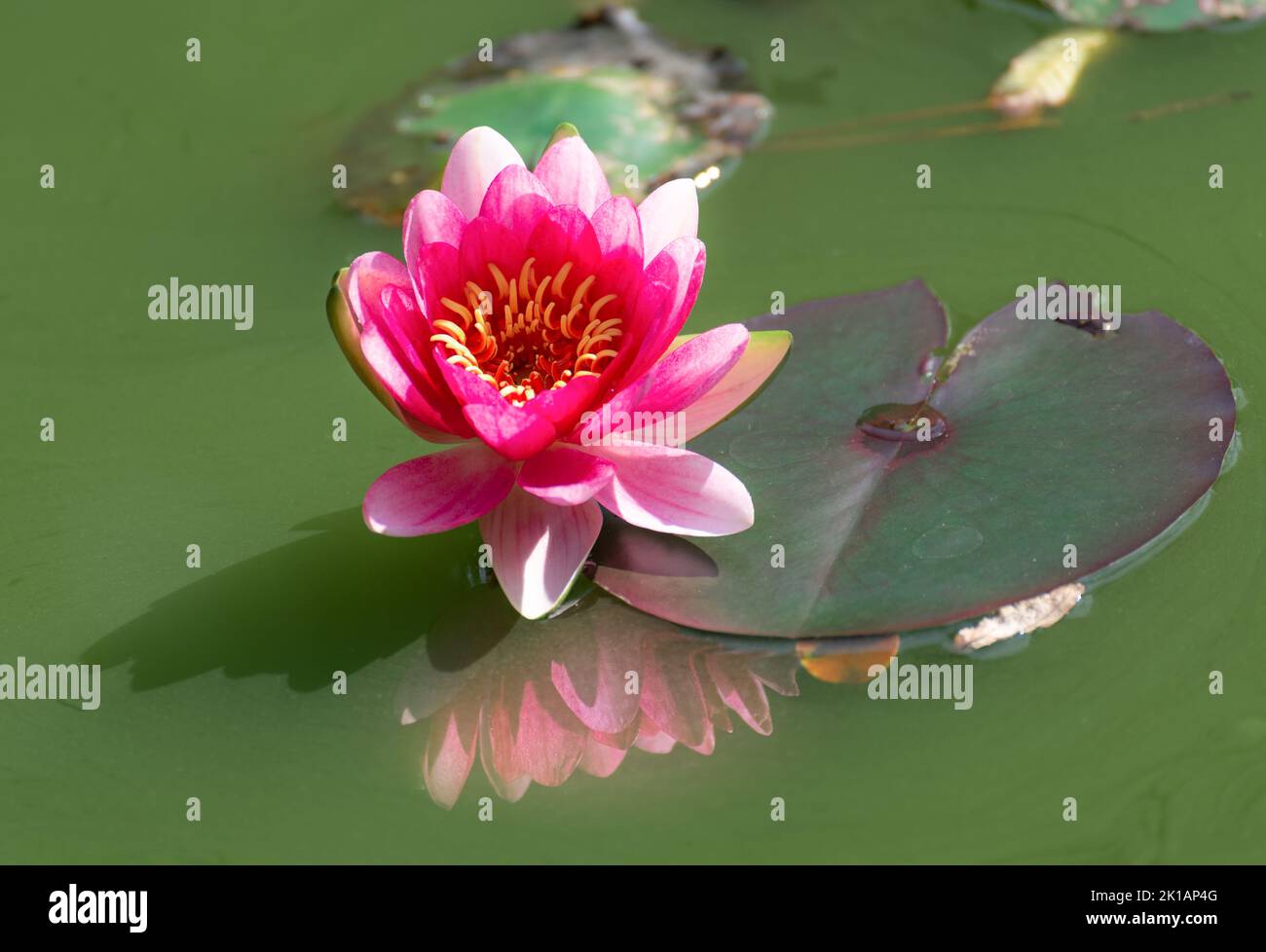 A sleeping lotus on the water Stock Photo - Alamy