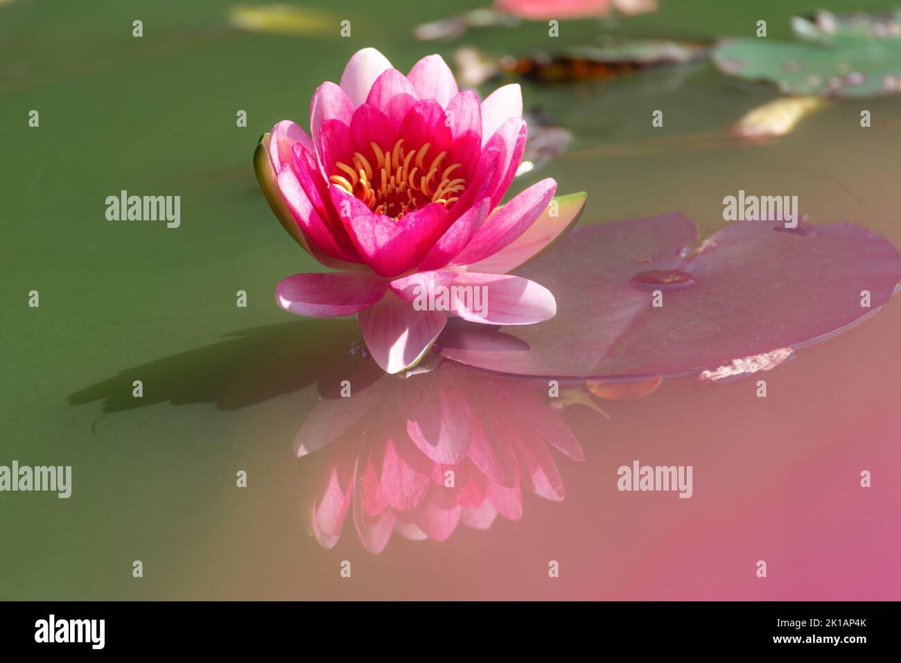A sleeping lotus on the water Stock Photo - Alamy