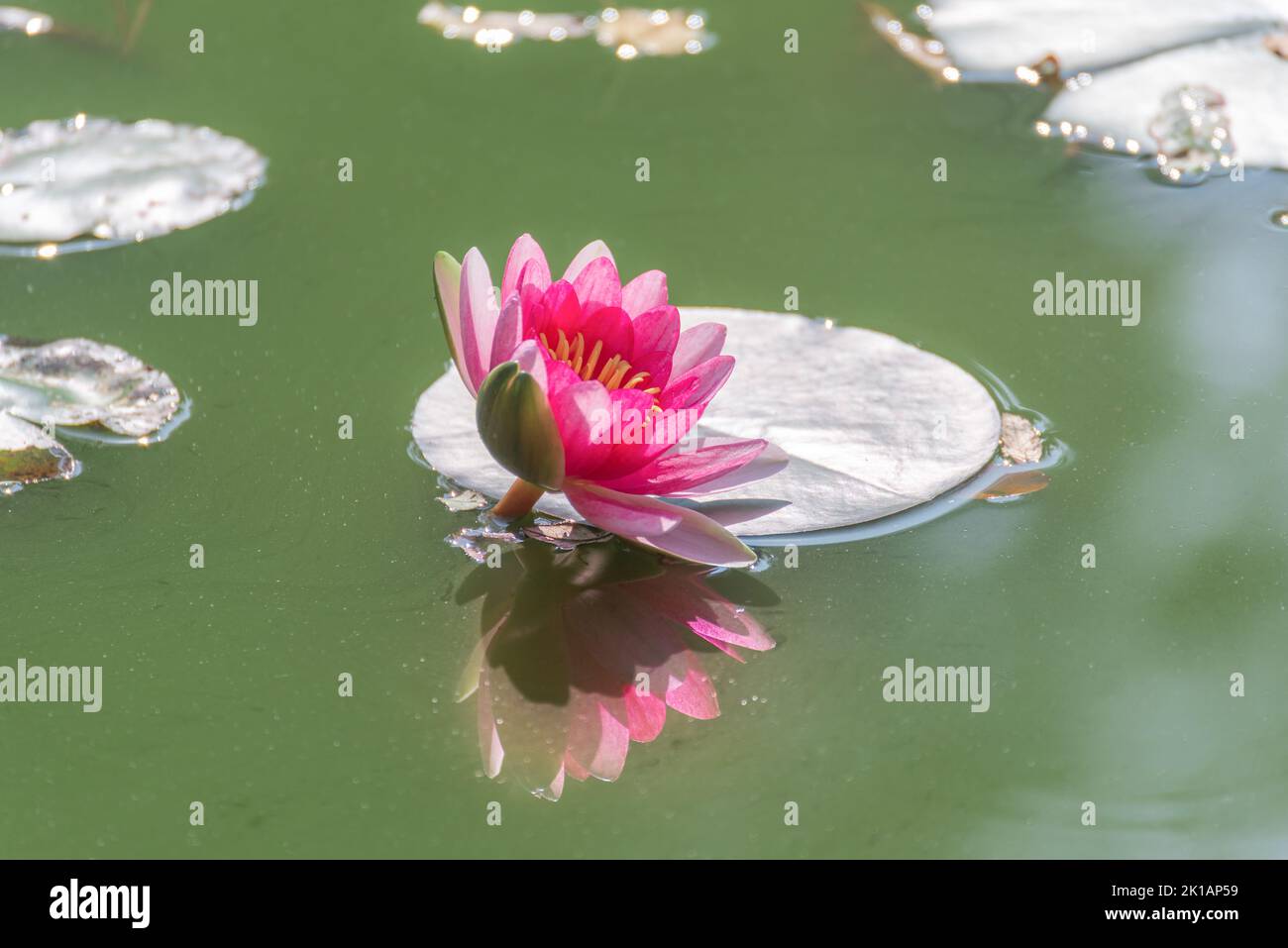 A sleeping lotus on the water Stock Photo - Alamy