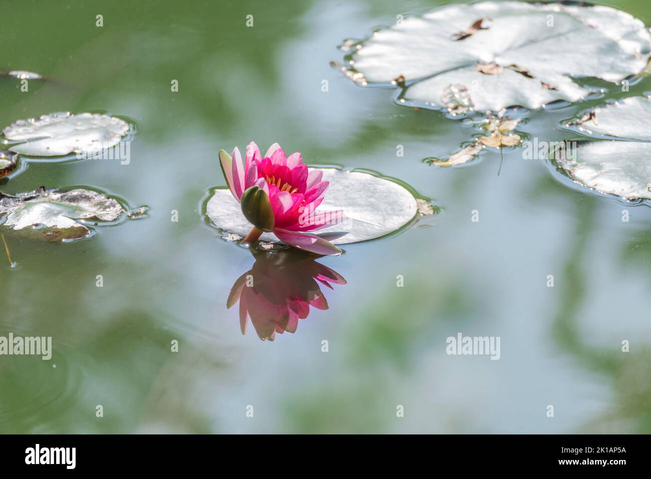 A sleeping lotus on the water Stock Photo - Alamy