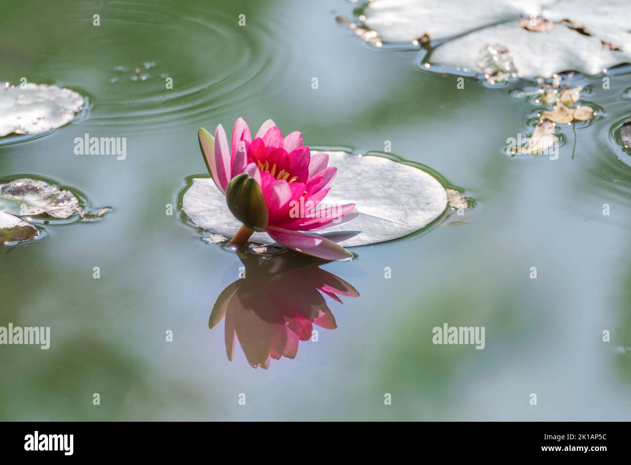 A sleeping lotus on the water Stock Photo - Alamy