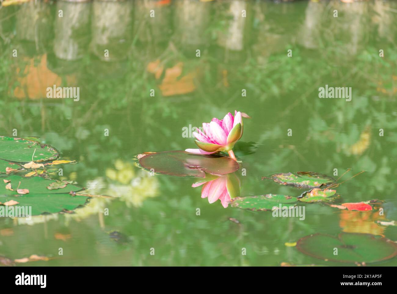 A sleeping lotus on the water Stock Photo - Alamy