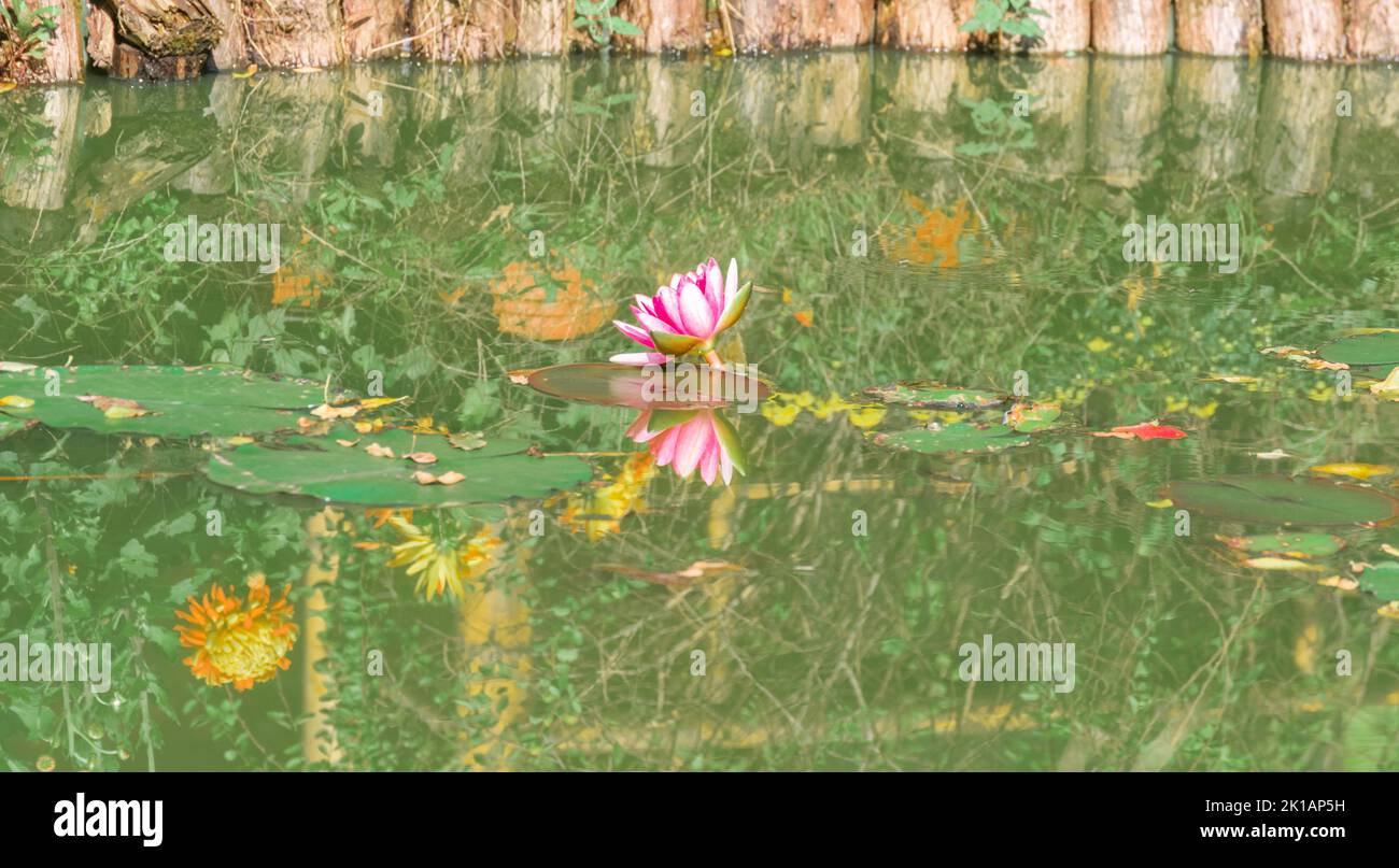 A sleeping lotus on the water Stock Photo - Alamy