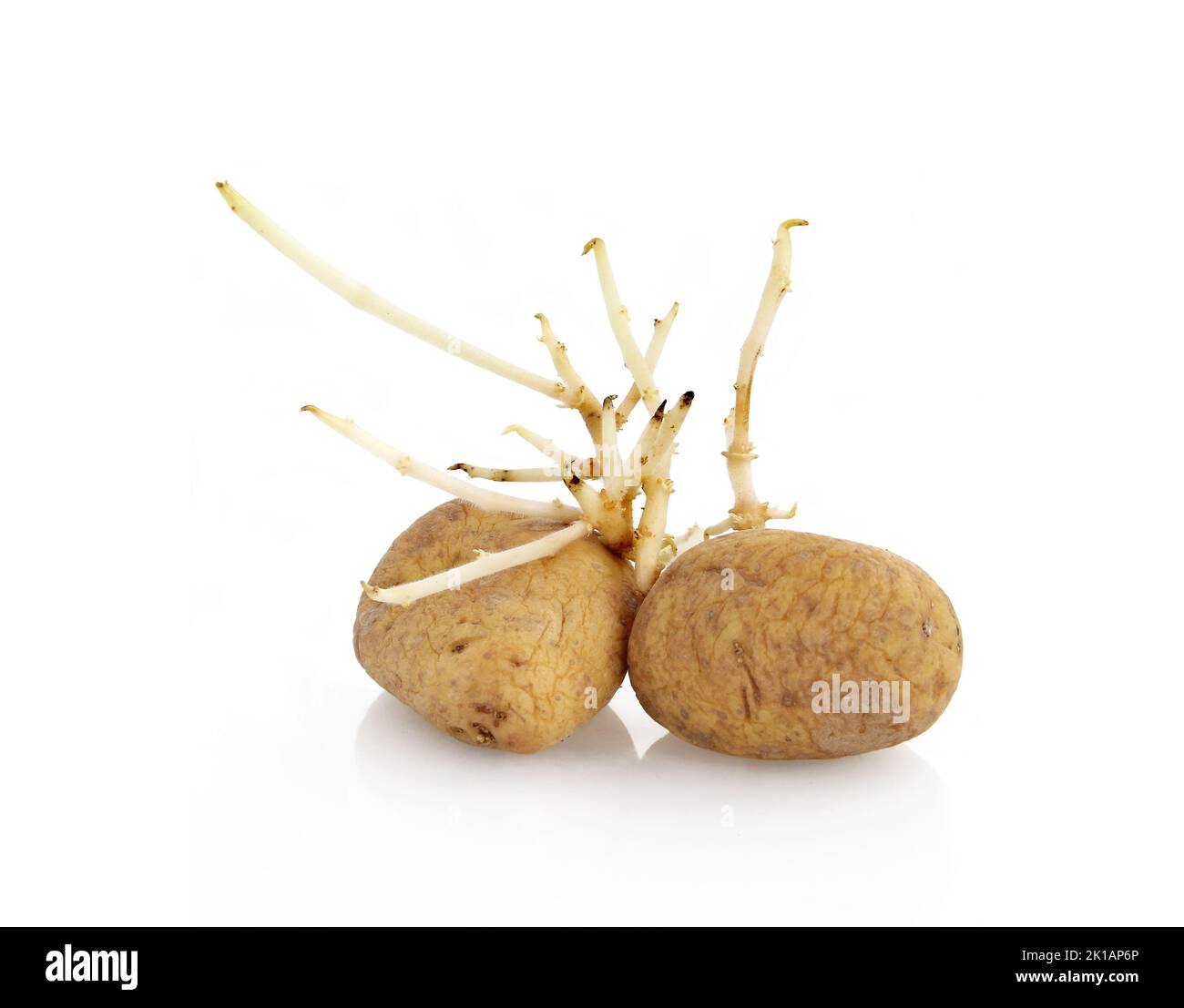 Sprouting potatoes on white background Stock Photo - Alamy