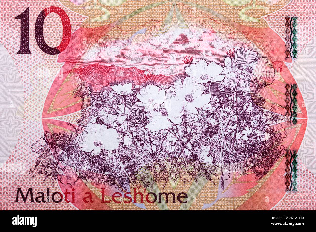 Flowers from banknotes of Lesotho - Maloti Stock Photo - Alamy
