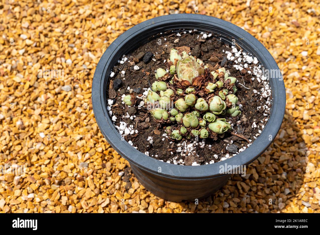 The mountain rose plant in a pot Stock Photo - Alamy