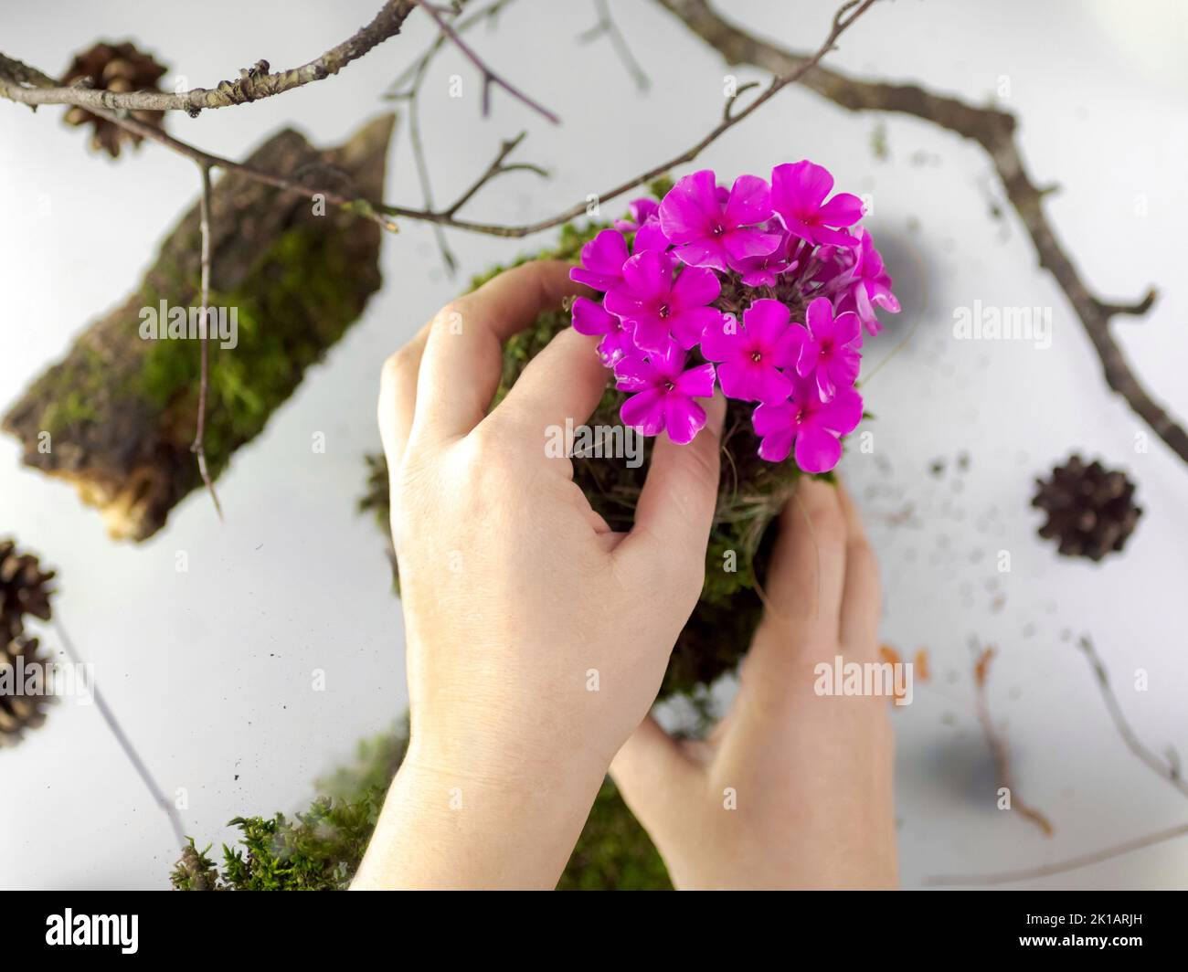 Kokedama, fashionable Japanese moss ball, bonsai for the poor, a ...