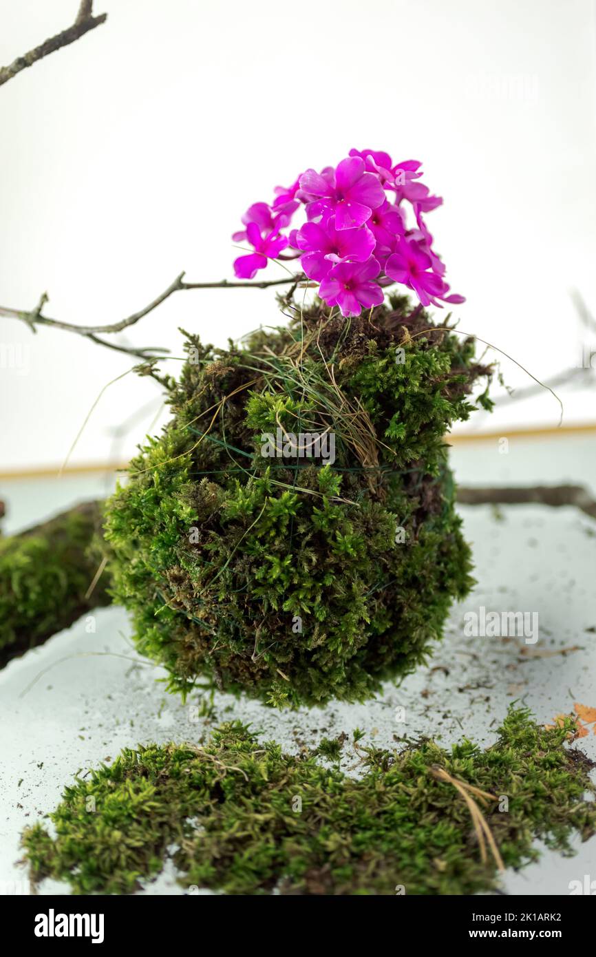 Kokedama, fashionable Japanese moss ball, bonsai for the poor, a ...