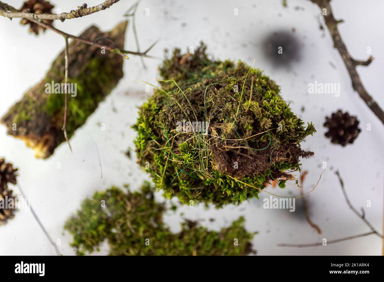 Kokedama, fashionable Japanese moss ball, bonsai for the poor, a ...