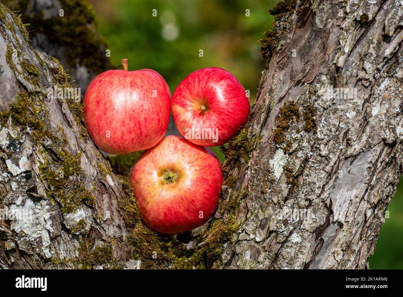 Three apple tree hi-res stock photography and images - Alamy