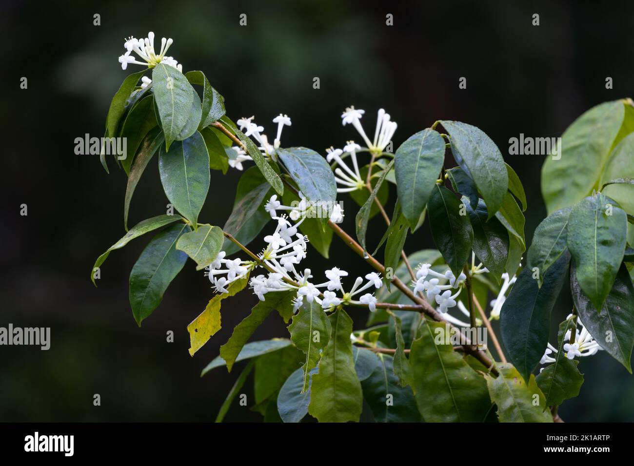 Scented Phaleria (Phaleria clerodendron) flowering. Cow Bay. Daintree ...