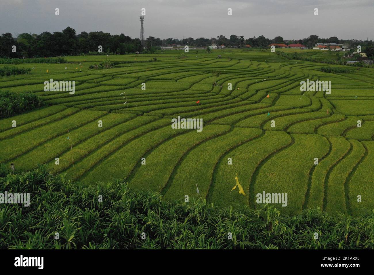 An aerial view of a wide rice field plantation Stock Photo - Alamy