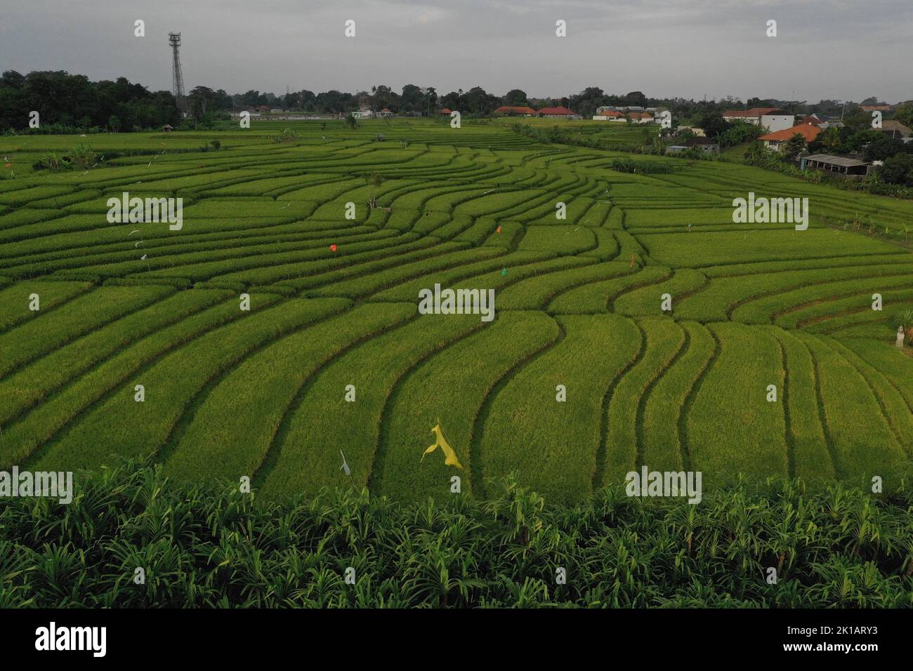 An aerial view of a wide rice field plantation Stock Photo - Alamy
