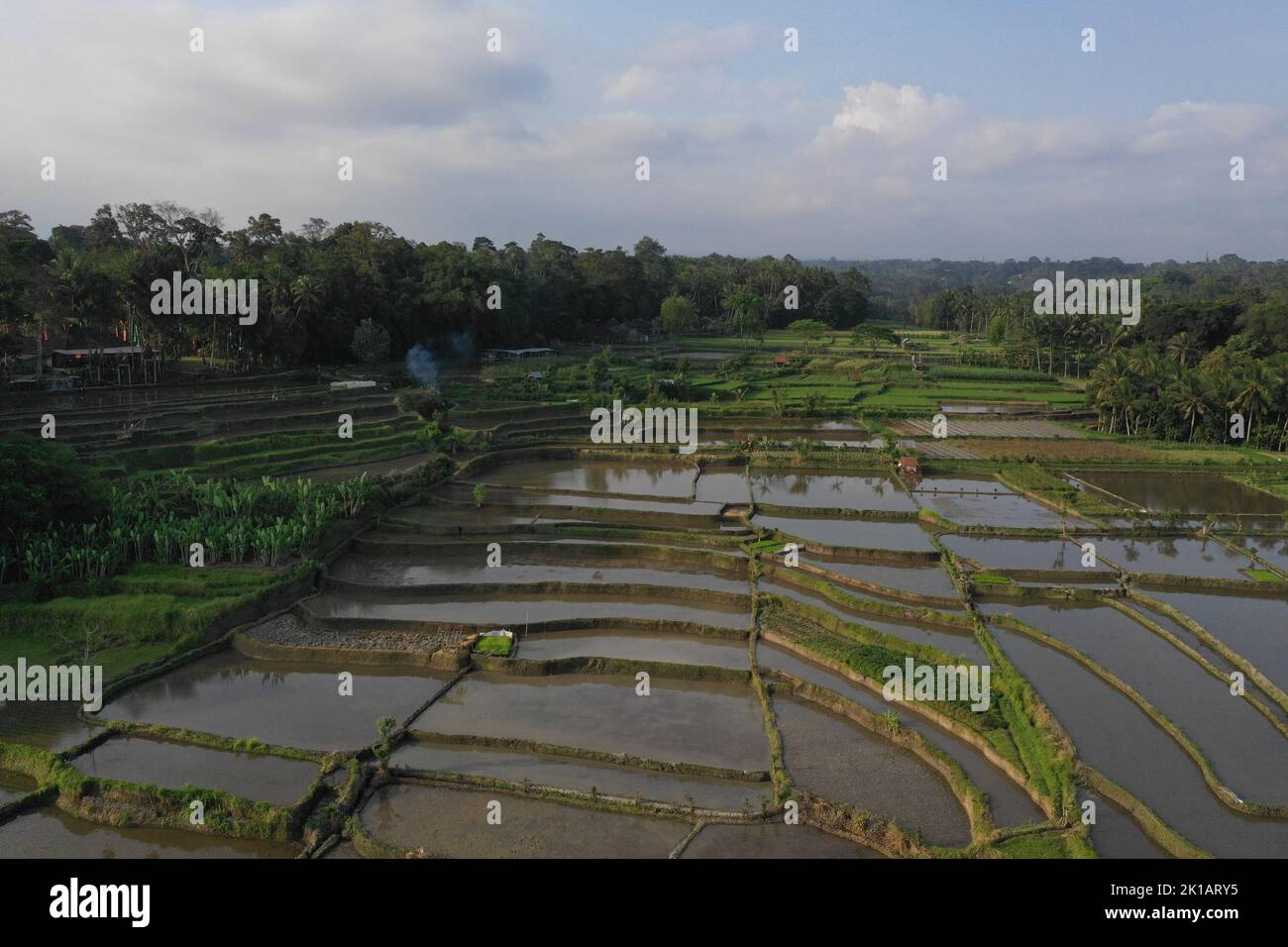 An aerial view of a wide rice field plantation Stock Photo - Alamy