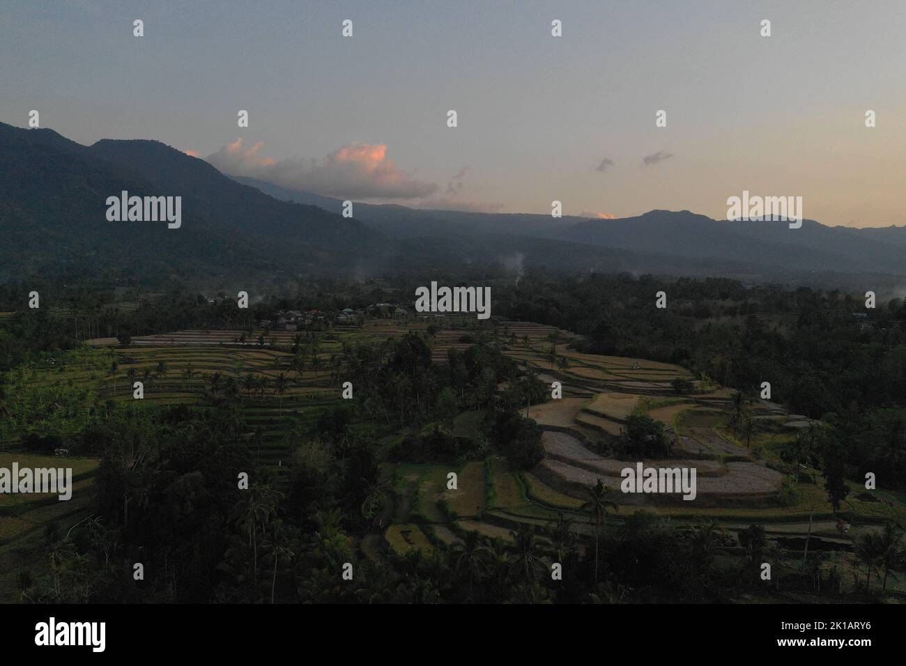 An aerial view of a wide rice field plantation Stock Photo - Alamy