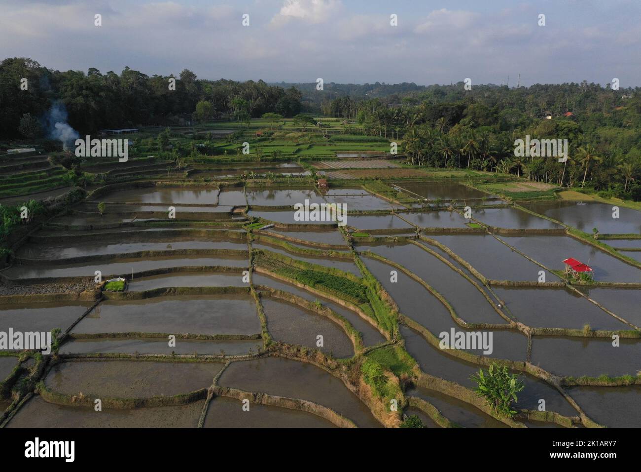 An aerial view of a wide rice field plantation Stock Photo - Alamy