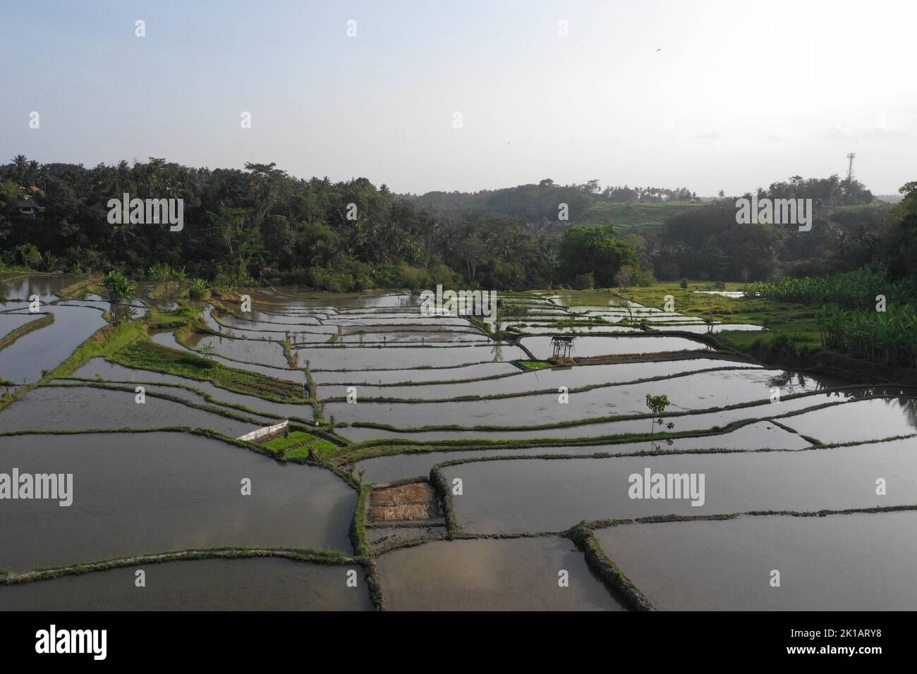 An aerial view of a wide rice field plantation Stock Photo - Alamy