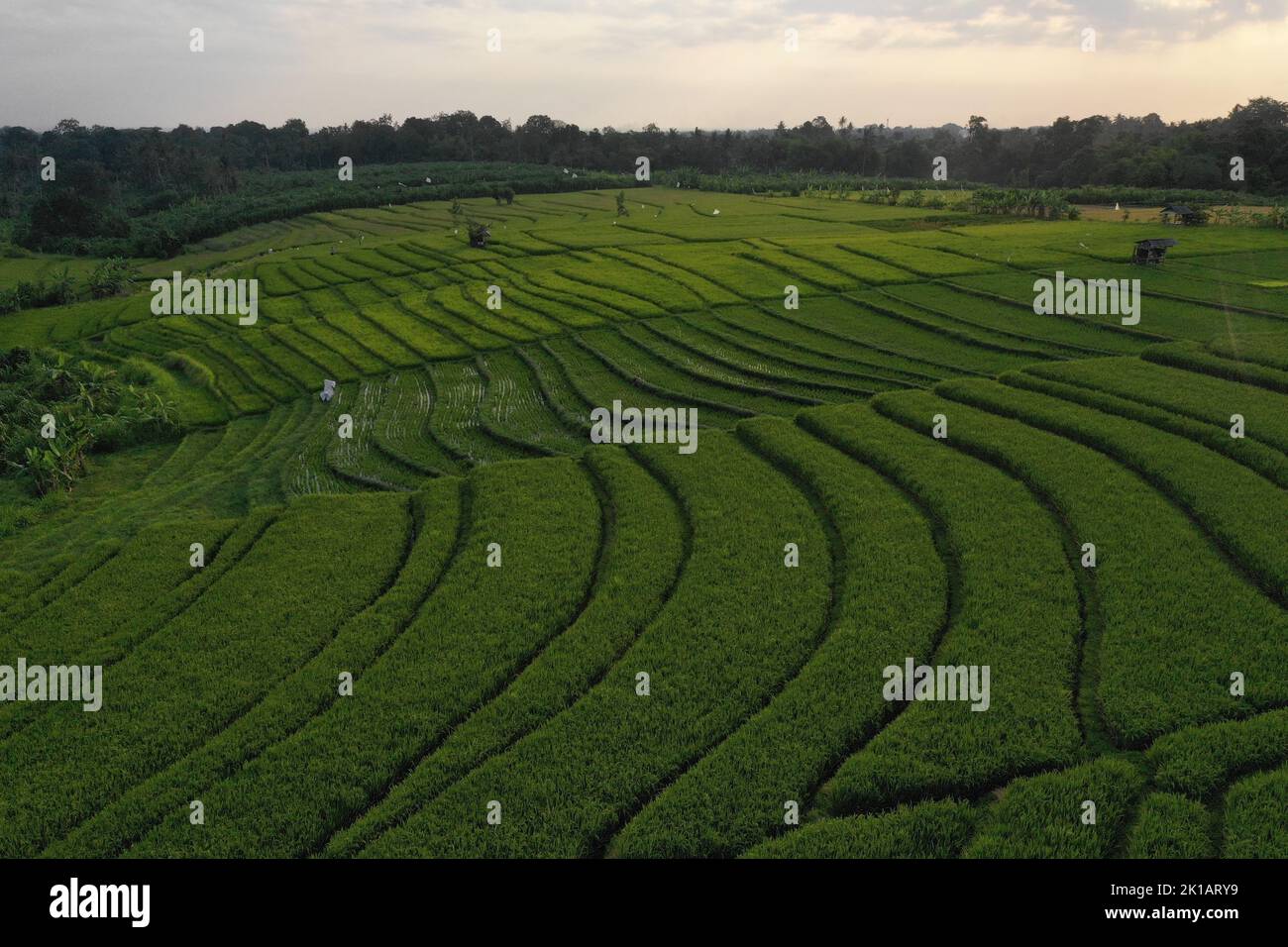An aerial view of a wide rice field plantation Stock Photo - Alamy