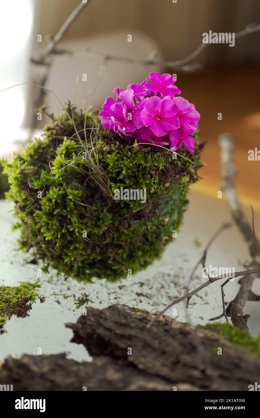 Kokedama, fashionable Japanese moss ball, bonsai for the poor, a ...