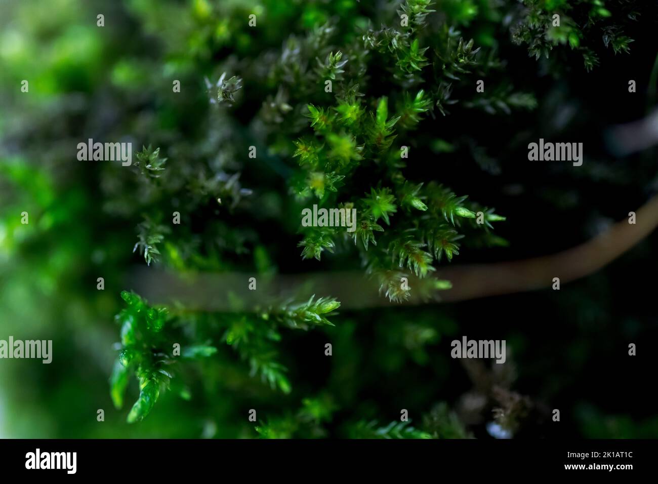 Macro shot of details of kokedama, a Japanese moss ball. High quality ...