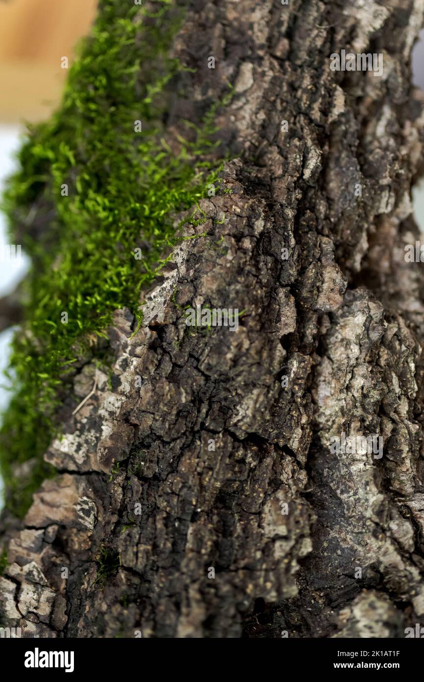 Biophilic garden hi-res stock photography and images - Alamy