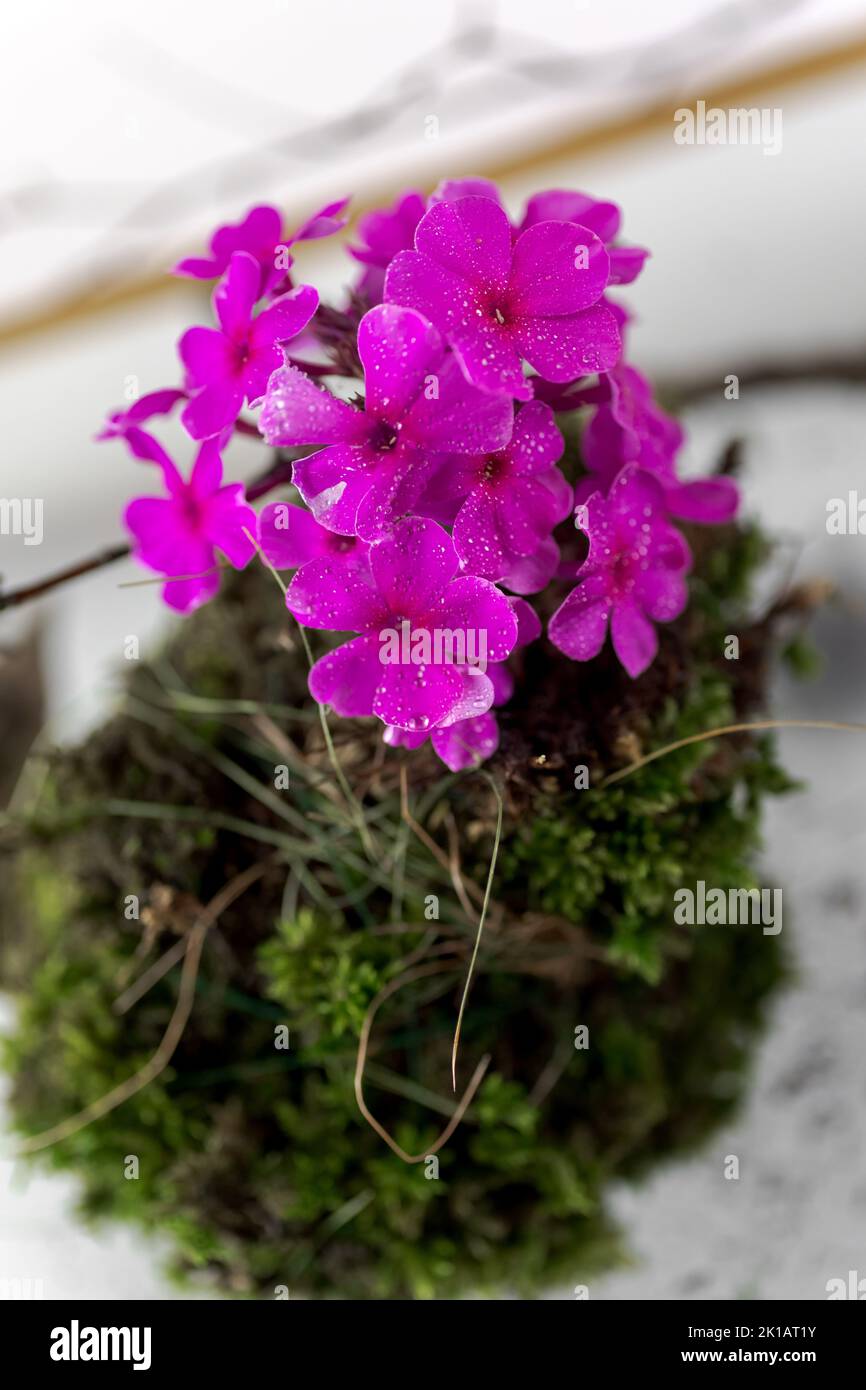 Kokedama, fashionable Japanese moss ball, bonsai for the poor, a ...