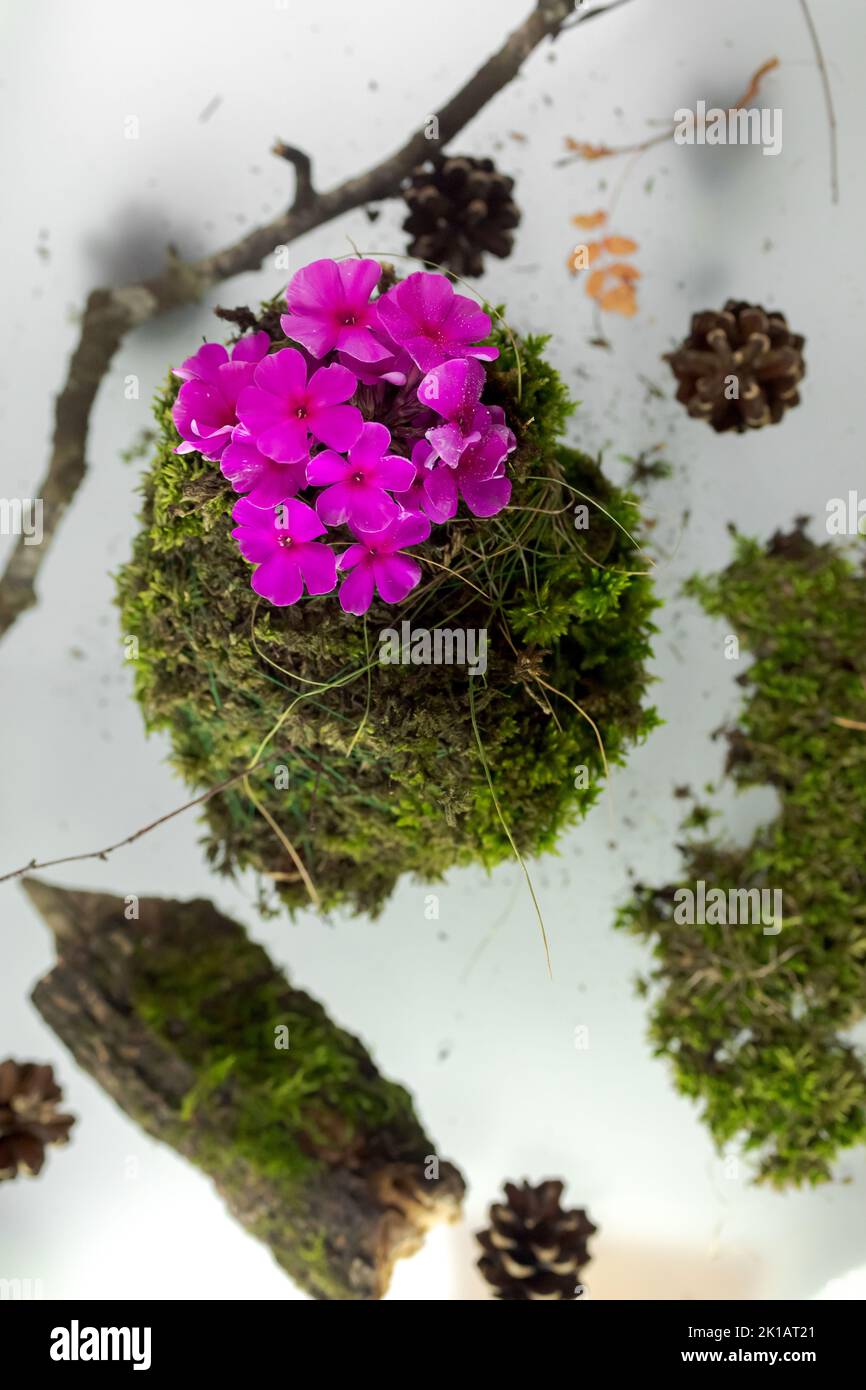 Kokedama, fashionable Japanese moss ball, bonsai for the poor, a ...