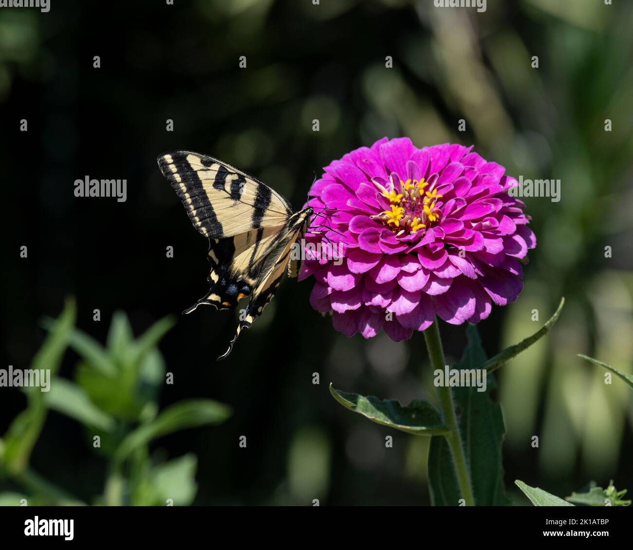 High resolution butterfly art hi-res stock photography and images - Alamy