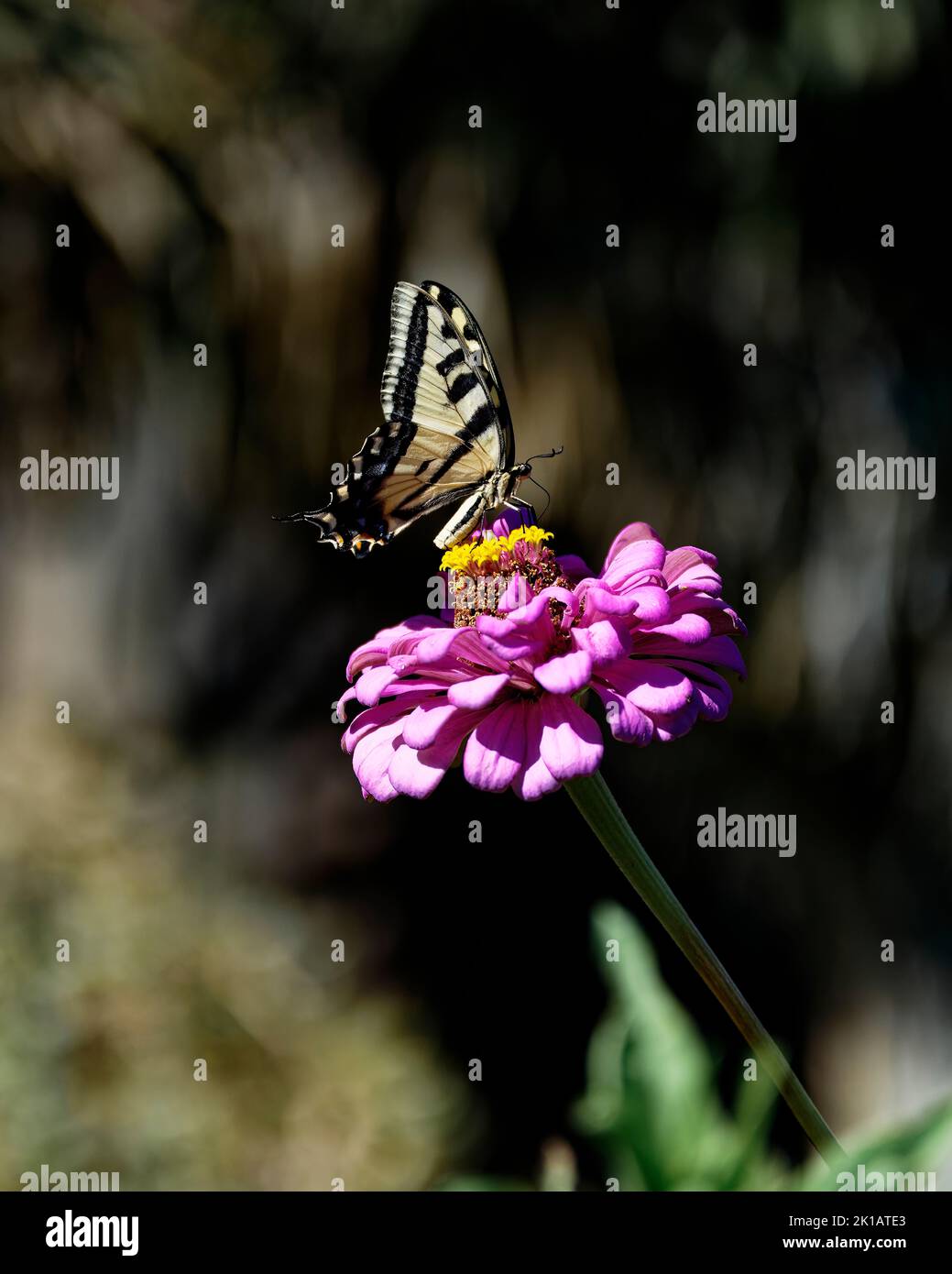 High resolution butterfly art hi-res stock photography and images - Alamy