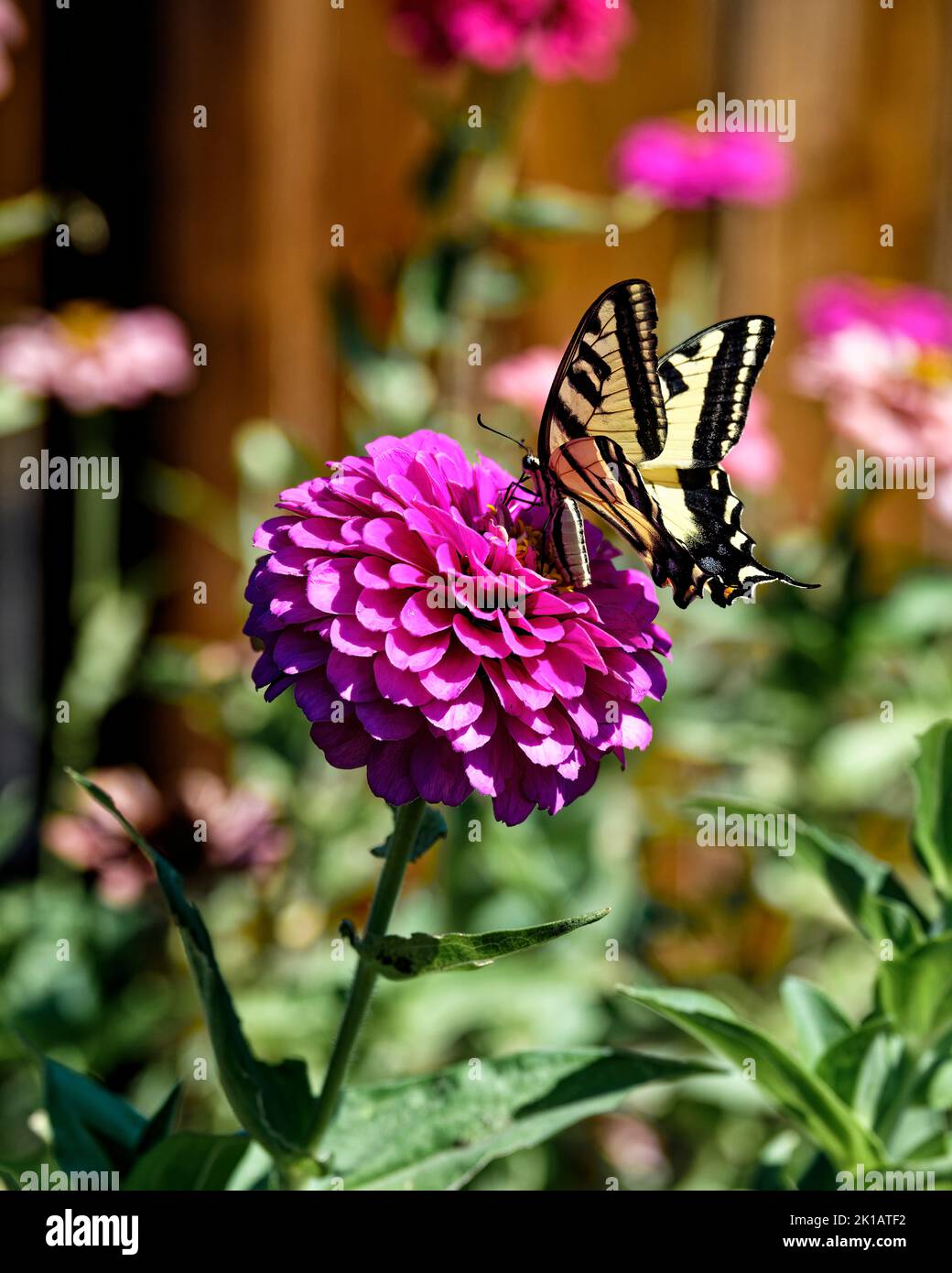 High resolution butterfly art hi-res stock photography and images - Alamy