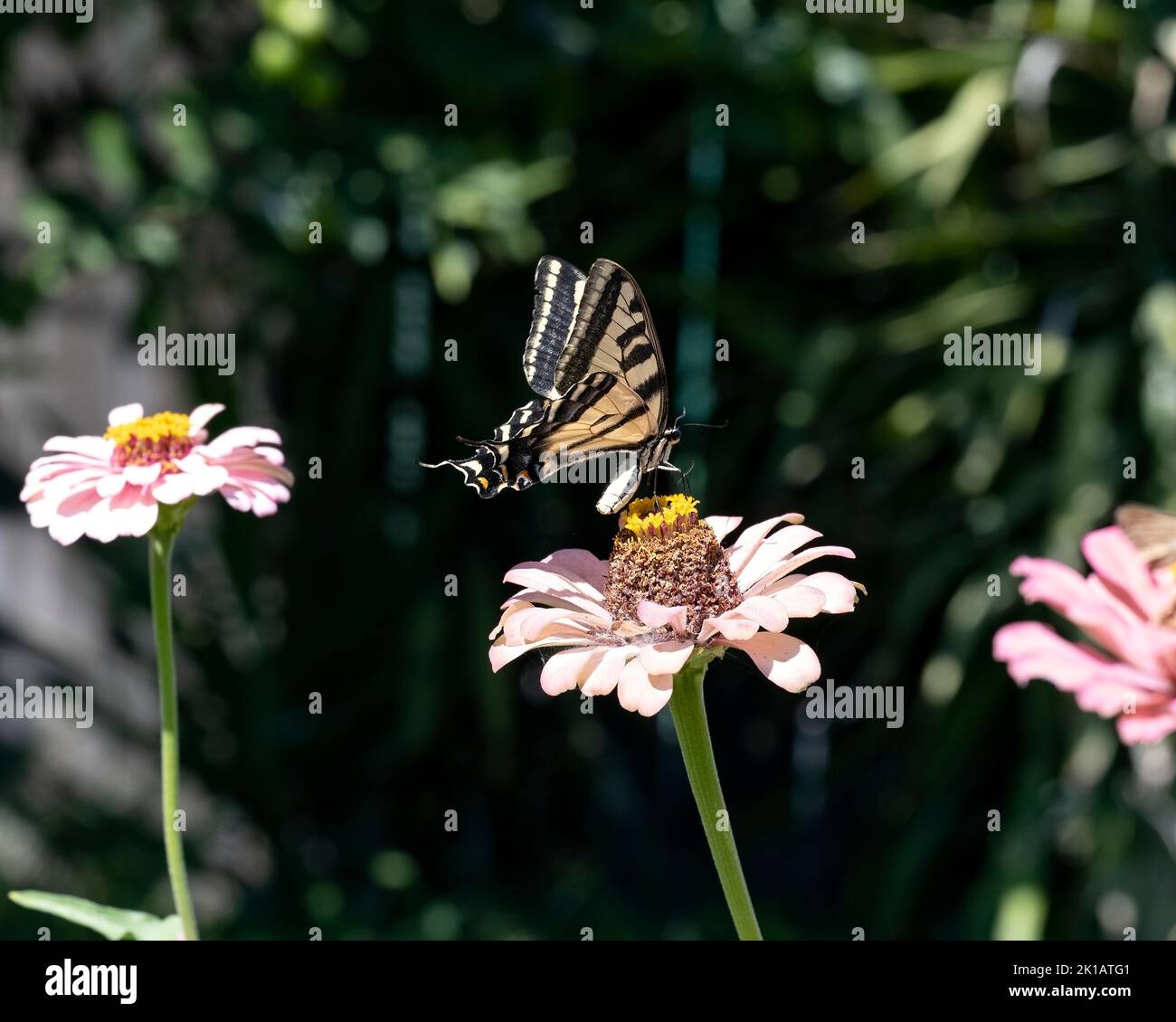 High resolution butterfly art hi-res stock photography and images - Alamy