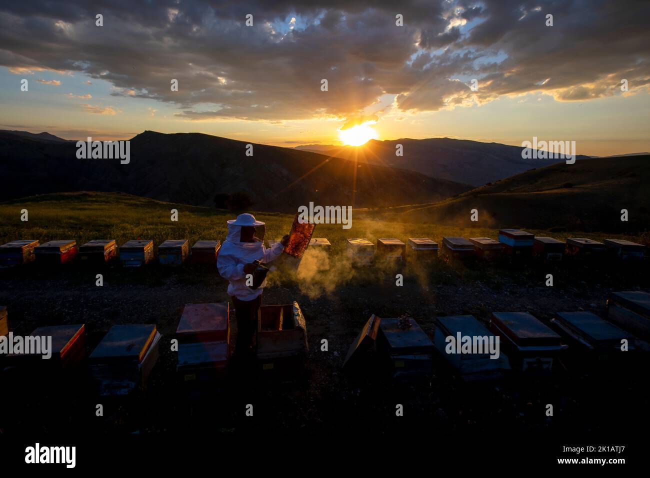 The beekeeper holds a honey cell with bees in his hands. Apiculture ...