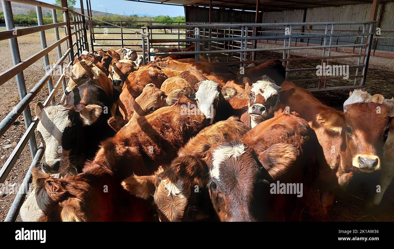 cows farm stable of greek village in greece Stock Photo - Alamy