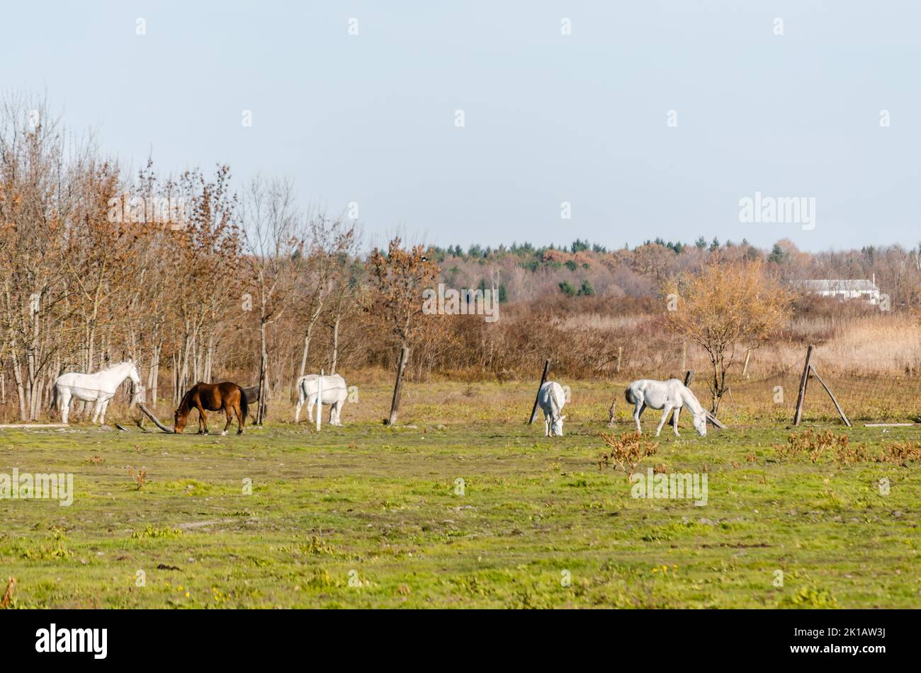 Race horses in a landscape hi-res stock photography and images - Alamy