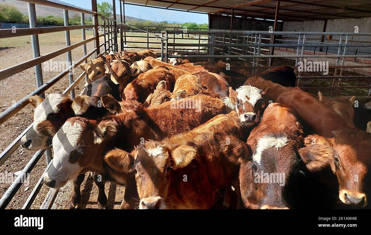 cows farm stable of greek village in greece Stock Photo - Alamy