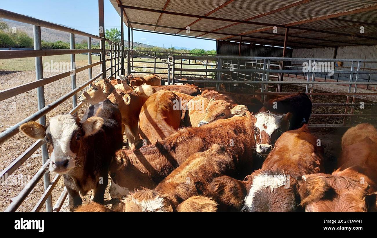 cows farm stable of greek village in greece Stock Photo - Alamy