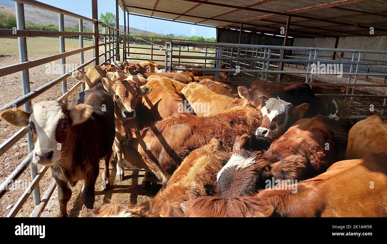 cows farm stable of greek village in greece Stock Photo - Alamy