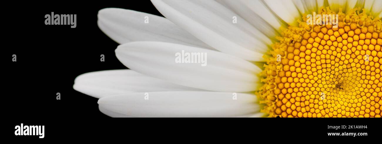 A white daisy flower with a bright yellow center on a black background ...