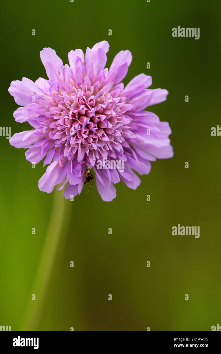 Cornflower purple flower on a green background. a medicinal plant used ...