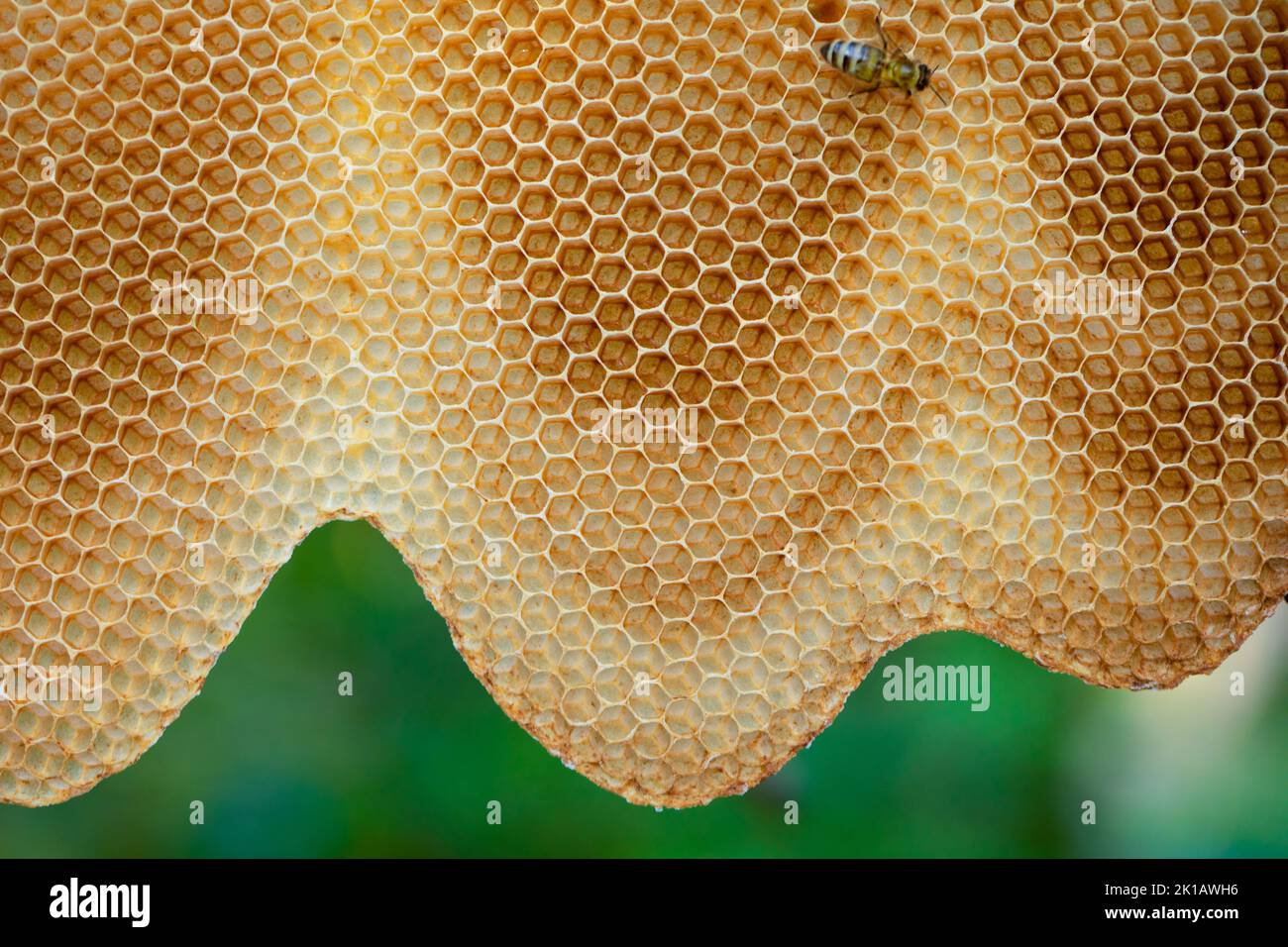 Honeycombs of honey bees are built without human intervention. Natural ...