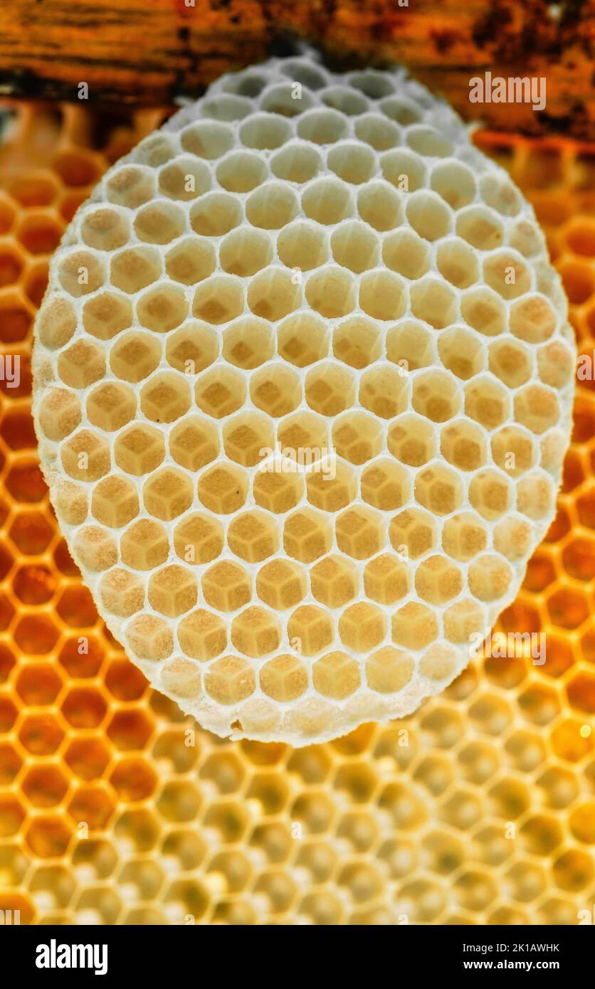 Honeycombs of honey bees are built without human intervention. Natural ...