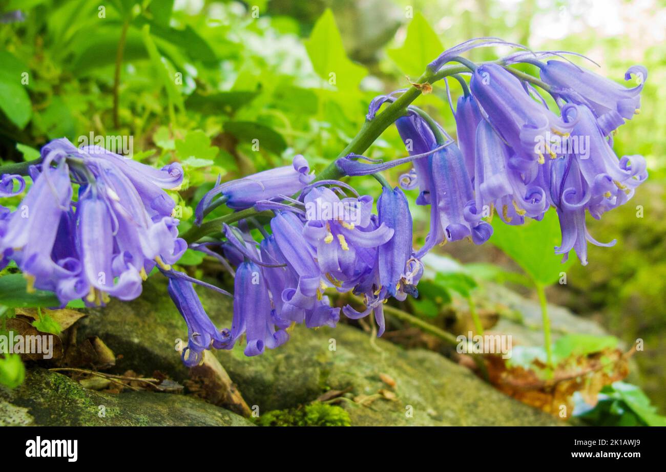 Bluebell flowers close up Stock Photo - Alamy