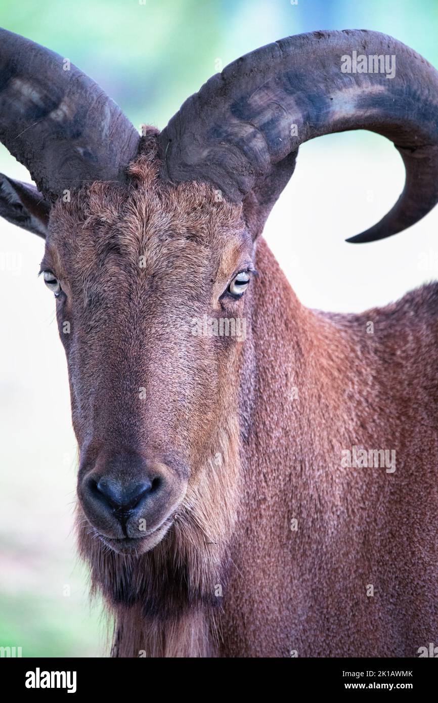 Head and horns of a wild goat close-up. Portrait of a wild animal Stock ...